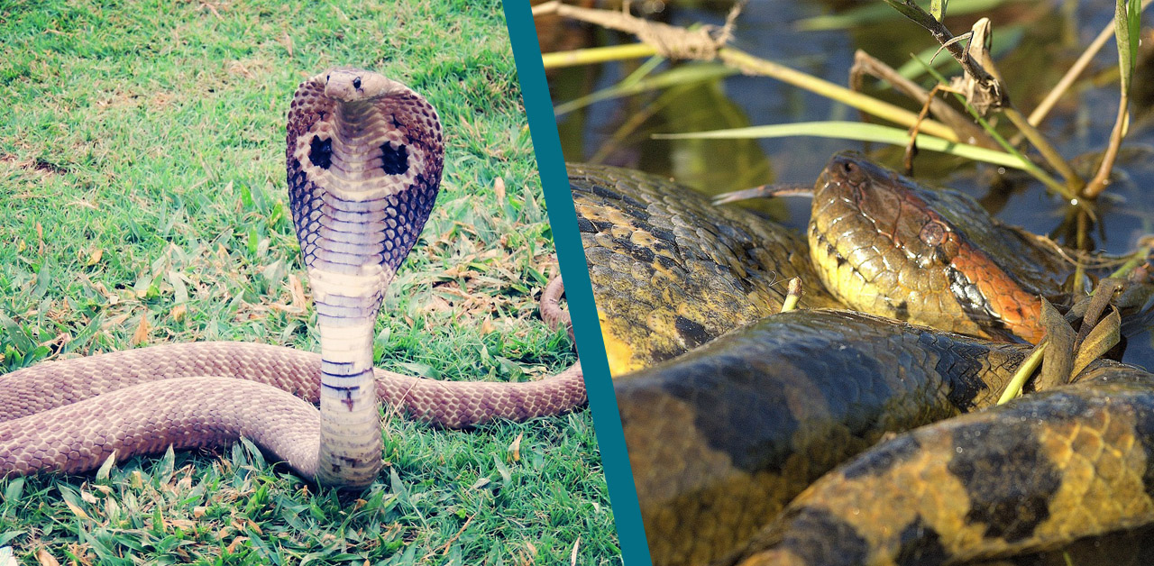 King Cobra vs. Anaconda: A Comparative Look at Two Giant Snakes