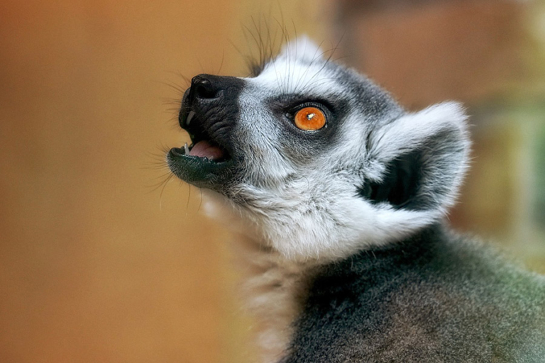 10 Cute Animals With Big Eyes You Will Fall in Love With