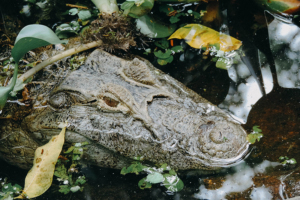 10 Impressive Animals With Big Heads