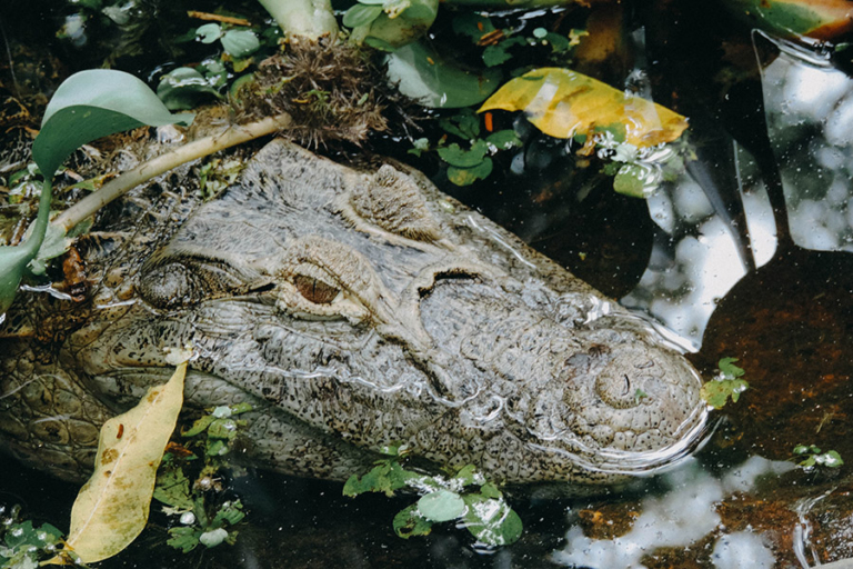 10 Impressive Animals With Big Heads