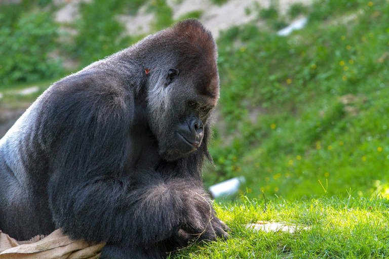 10 Impressive Animals With Big Heads