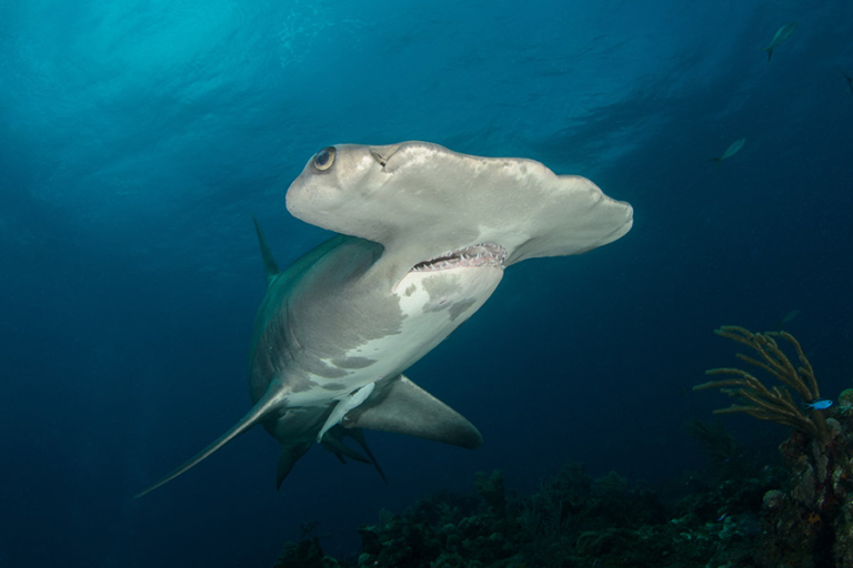10 Impressive Animals With Big Heads