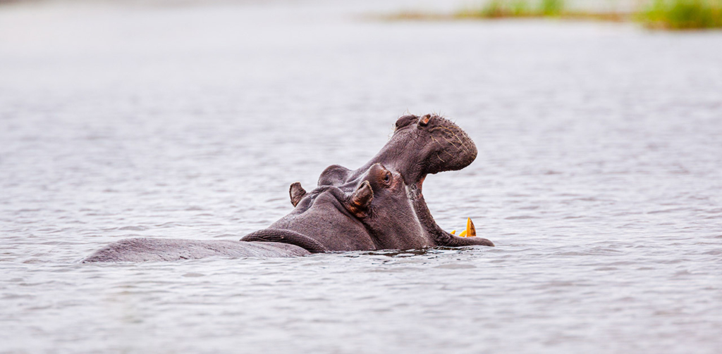 10 Cleanest Animals: Nature's Exemplars of Hygiene and Purity