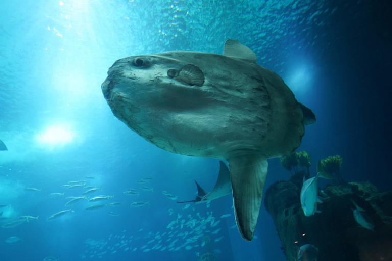 10 Impressive Animals With Big Heads