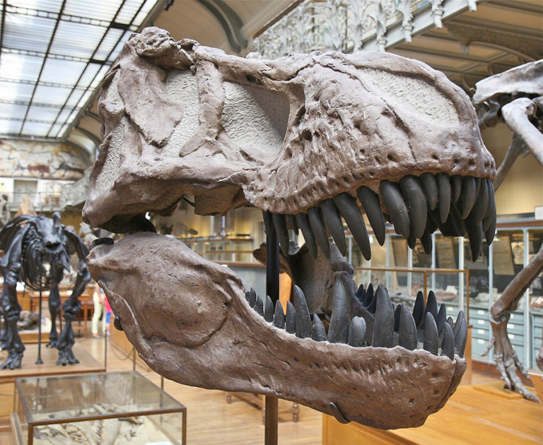 10 Impressive Animals With Big Heads