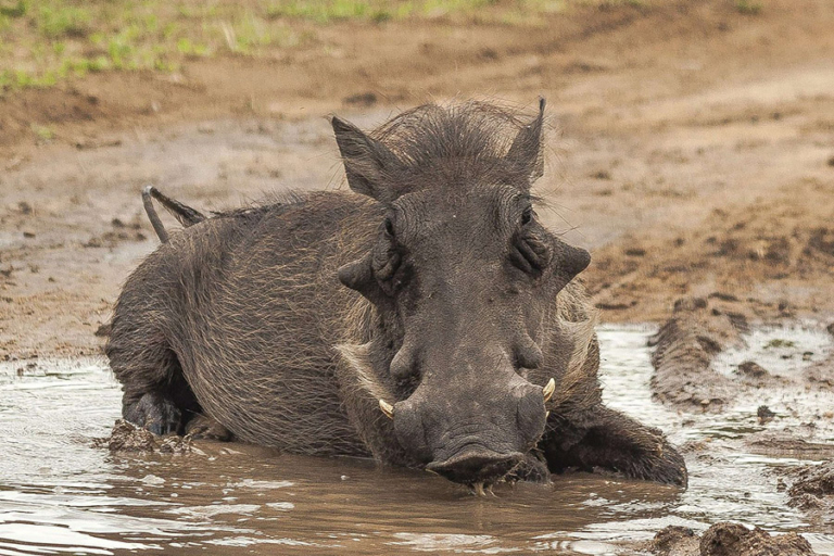 10 Impressive Animals With Big Heads