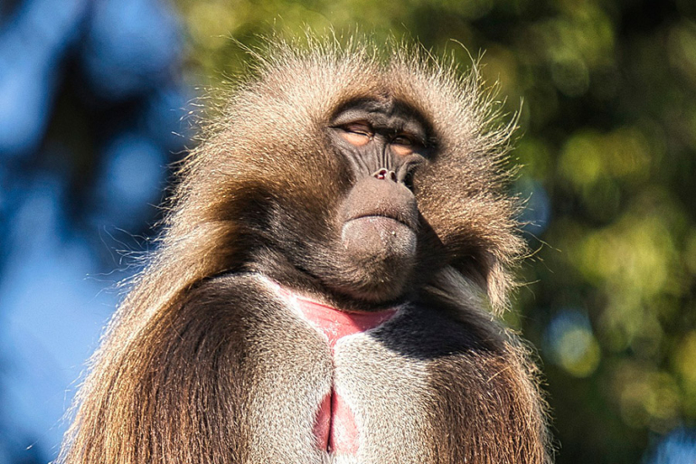 10 Animals With Big Lips From Around the World