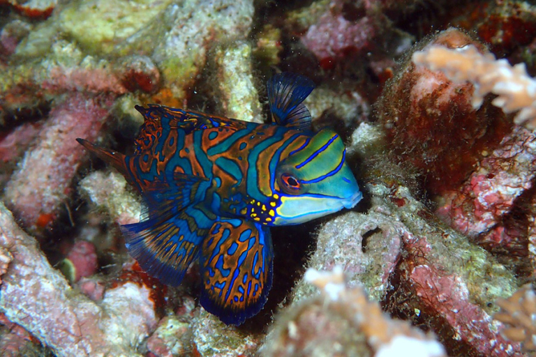 10 Animals With Big Lips From Around the World