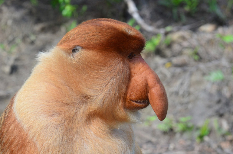 10 Animals With Big Lips From Around the World