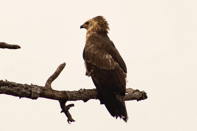 10 Powerful Animals With Claws