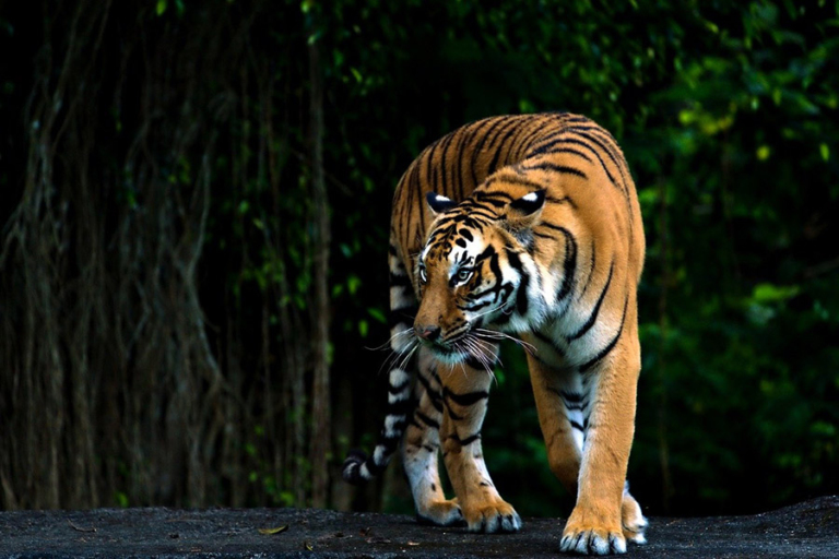 10 Powerful Animals With Claws