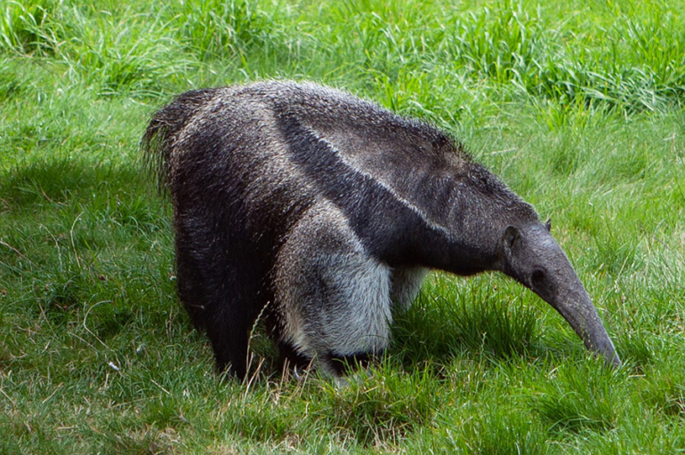 10 Powerful Animals With Claws