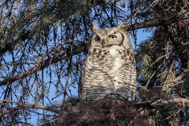10 Powerful Animals With Claws