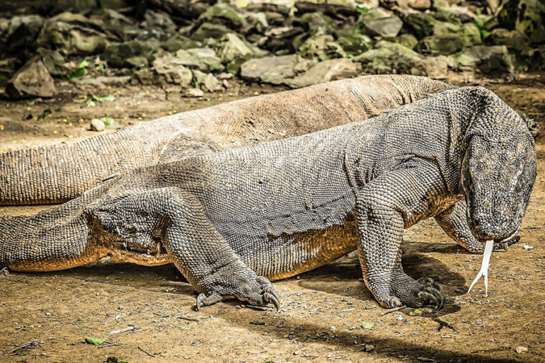 10 Powerful Animals With Claws