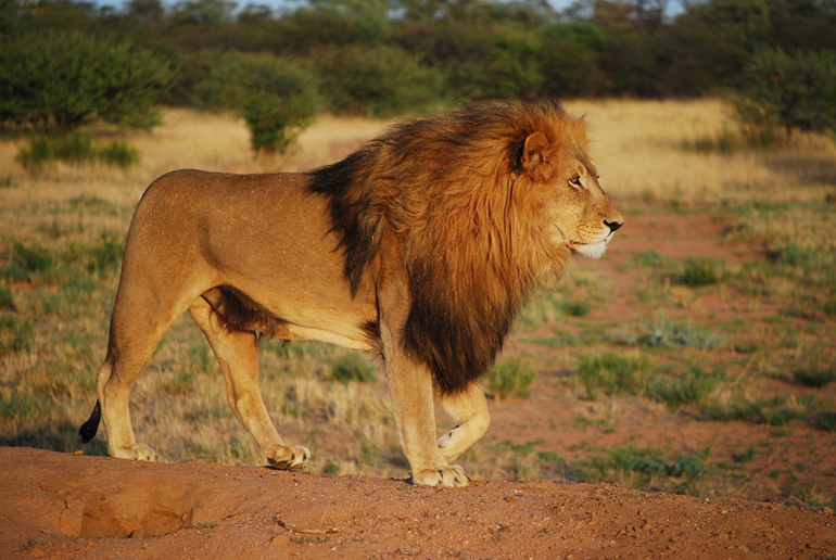 10 Powerful Animals With Claws