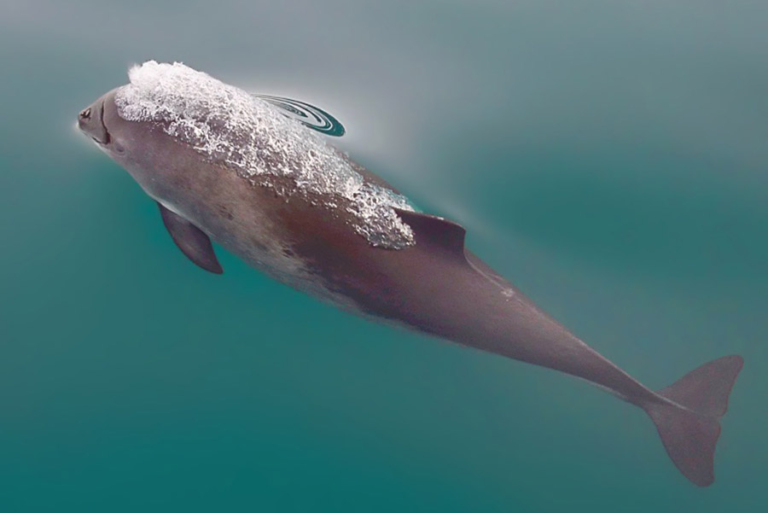 10 Incredibly Agile Animals With Flippers