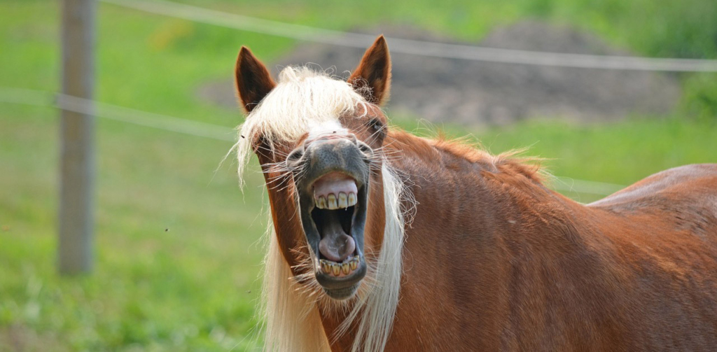 10 Skinny Animals That Showcase the Beauty of Nature's Diversity