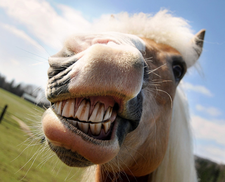 10 Animals with Human-Like Teeth - A Smile Across Species