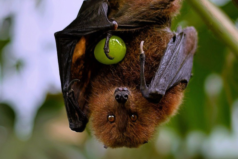 10 Interesting Small-Eyed Animals