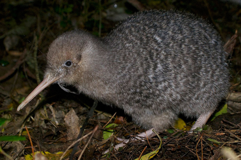 10 Interesting Small-Eyed Animals