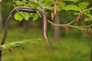 10 Interesting Small-Eyed Animals