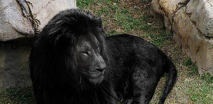 Lion Pride Hierarchy: Understanding the Social Dynamics of the Lion