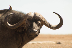 10 Most Vengeful Animals to Be Wary of