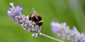 List of 5-Letter Insects - With Interesting Facts and Pictures