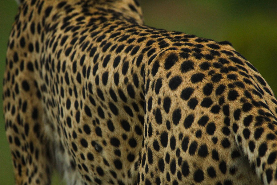 Why Do Cheetahs Have Spots Exploring The Different Reasons