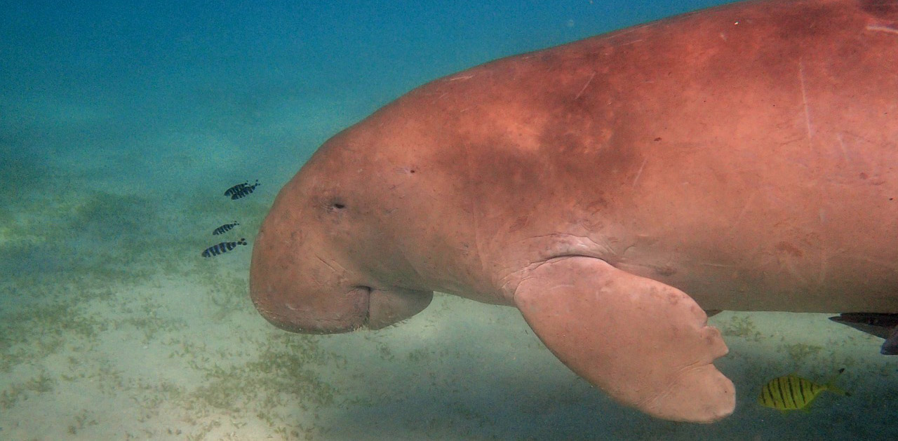 Eurasian Lynx: Characteristics, Diet, Facts & More [Fact Sheet]