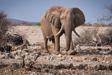 10 Strongest Animals in the World: Unleashing Nature's Powerhouses