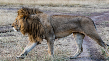 Types of Lions: An Overview of All Lion Subspecies and Populations