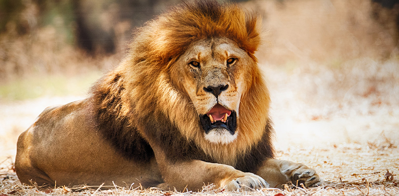 Are There Wolves in Georgia? Everything You Wanted to Know