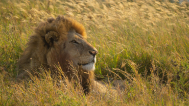 Lion Pride Hierarchy: Understanding the Social Dynamics of the Lion