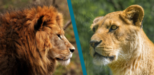 Lion Vision: How Do Lions See The World?