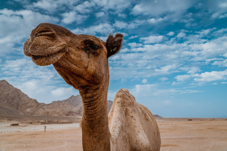 11 Amazing-Looking Long-Faced Animals
