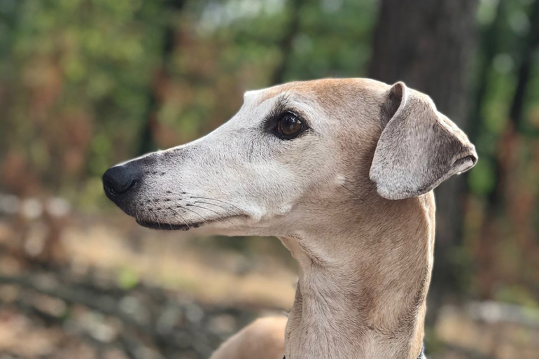 11 Amazing-Looking Long-Faced Animals