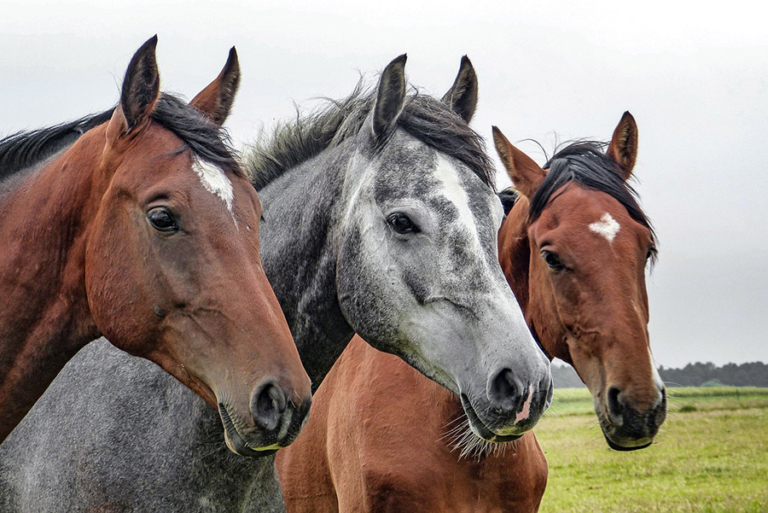 11 Amazing-Looking Long-Faced Animals