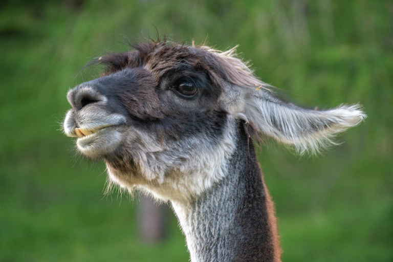 11 Amazing-Looking Long-Faced Animals