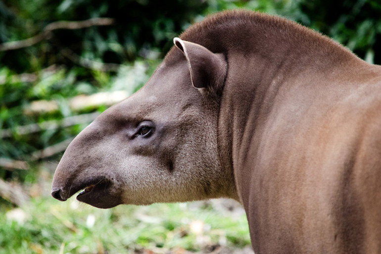 11 Amazing-Looking Long-Faced Animals