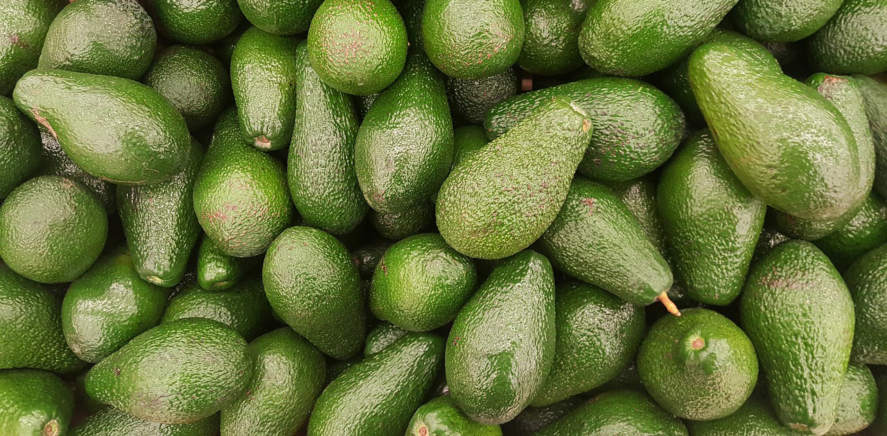 Discover Mexico's National Tree: The Montezuma Bald Cypress