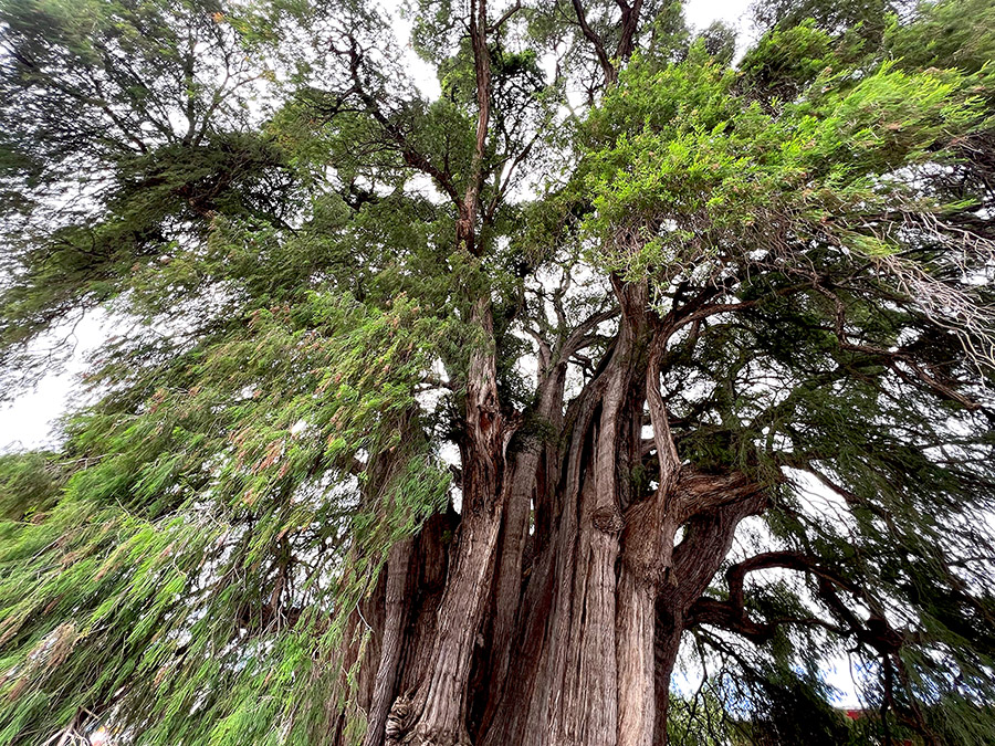 Discover Mexico's National Tree: The Montezuma Bald Cypress