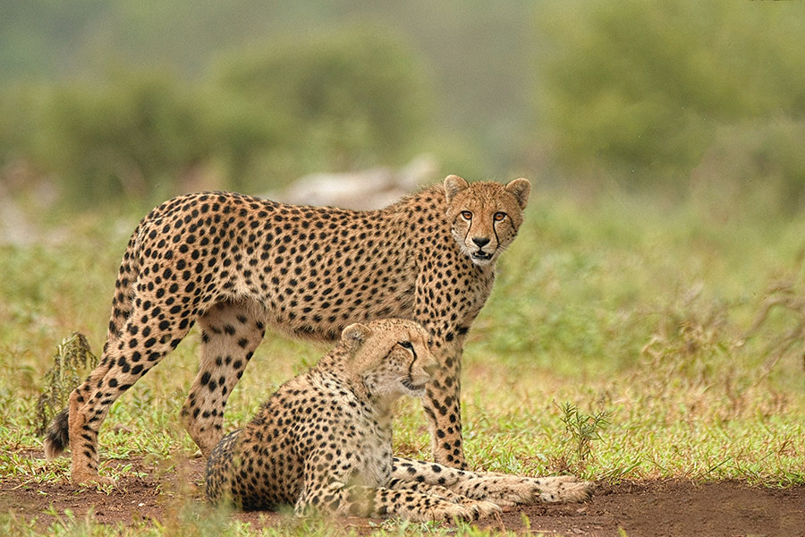 Cheetah: Characteristics, Diet, Facts & More [Fact Sheet]