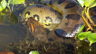 Are There Alligators in Virginia? Where and How to See Them
