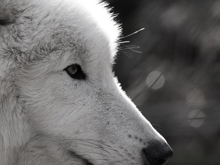 Can Wolves See in the Dark? A Look Into Wolves' Night Vision Abilities