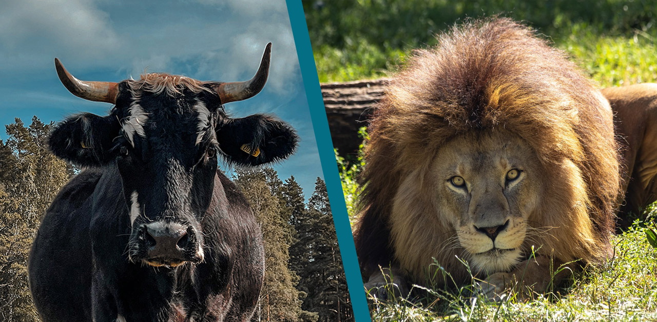 Bull vs. Lion: Clash of Titans - Who Wins?