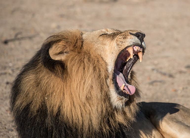 11 Animals With Impressive Fangs