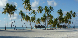 All About Maldives' National Flower: The Finifenmaa or Pink Rose