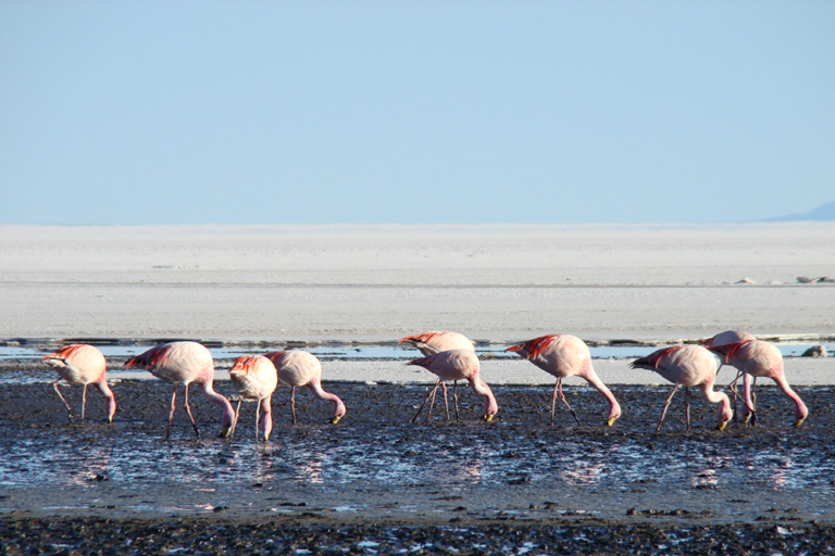 Salar de Uyuni: The Ultimate Guide to Bolivia's Majestic Salt Flats