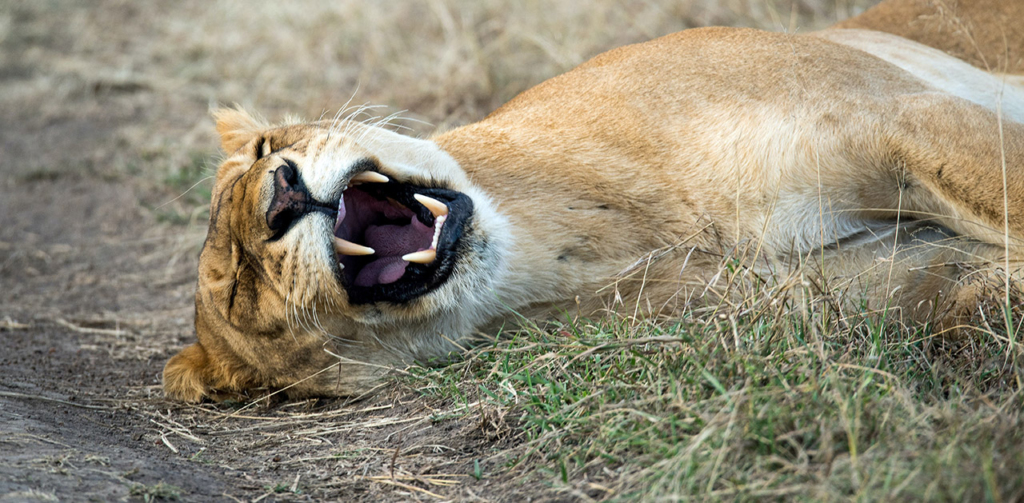 10 Strongest Animals in the World: Unleashing Nature's Powerhouses